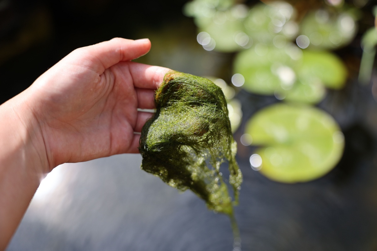 Aquatics 101 | Aquagenix Aquatics